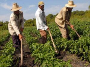 Sociología Rural - Qué Es, Definición Y Concepto